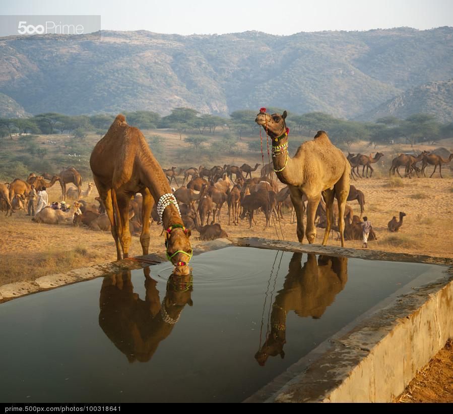 Why Camel is known as, 'The Ship of the Desert' - Kiddies Africa News